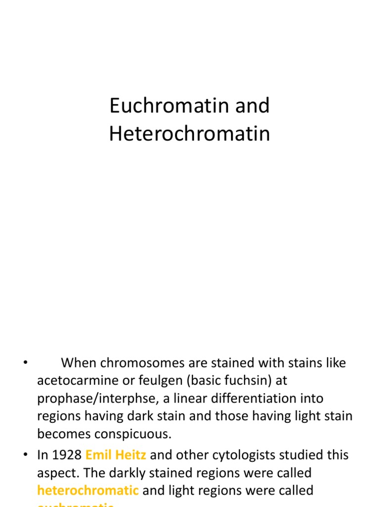 Euchromatin and Heterochromatin | Chromatin | Molecular Genetics