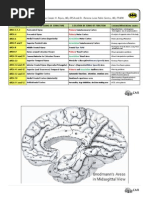 Brodmanns Area Table | PDF | Frontal Lobe | Cerebral Cortex