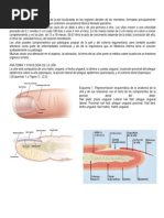 Acrodisostosis: Uñas Cortas y Anchas | PDF | Clavo (anatomía ...