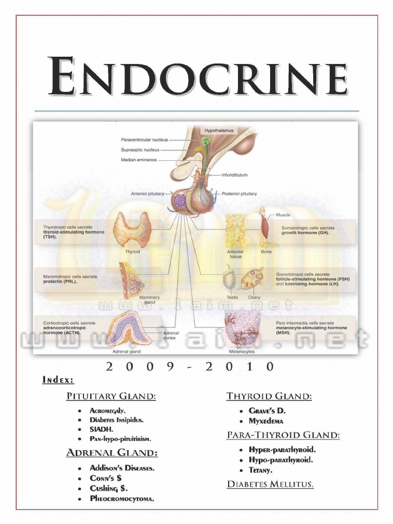 Endocrinology | PDF