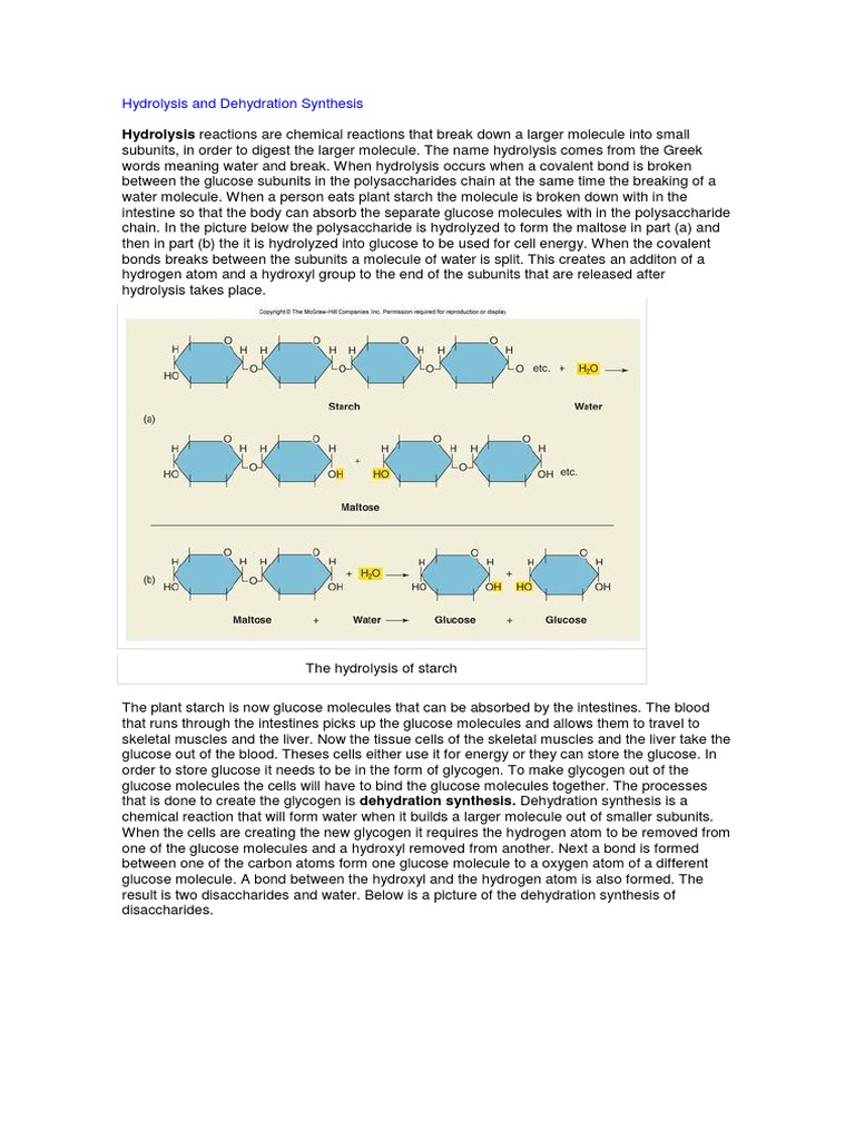 Hydrolysis and Dehydration SynthesisHydrolysis | PDF | Glucose | Hydrolysis