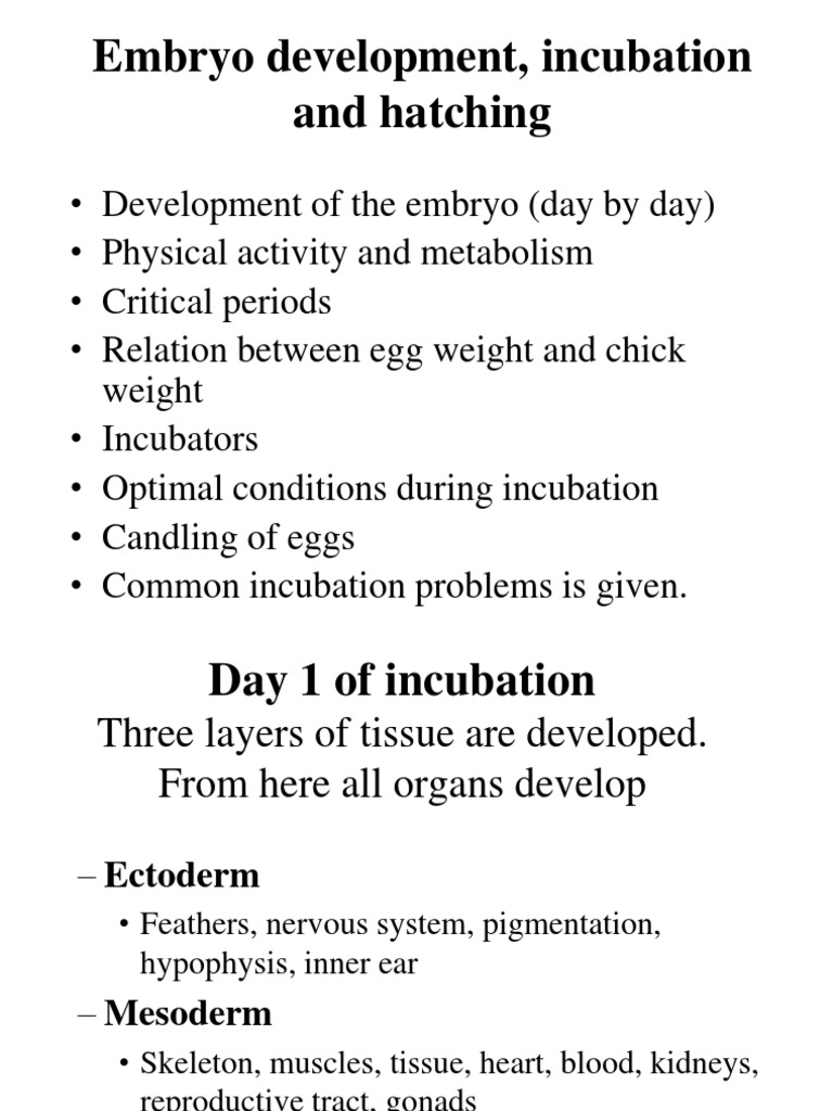 Development Embrio, Incubation and Heching | PDF | Egg | Embryo