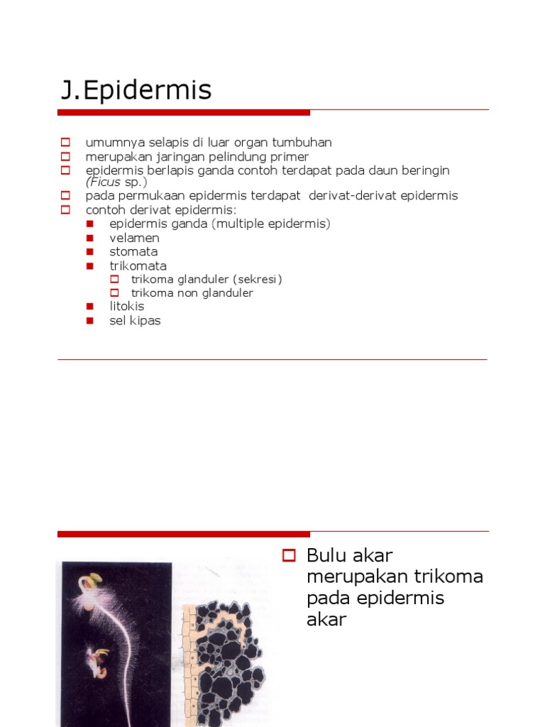 Jaringan Epidermis | PDF