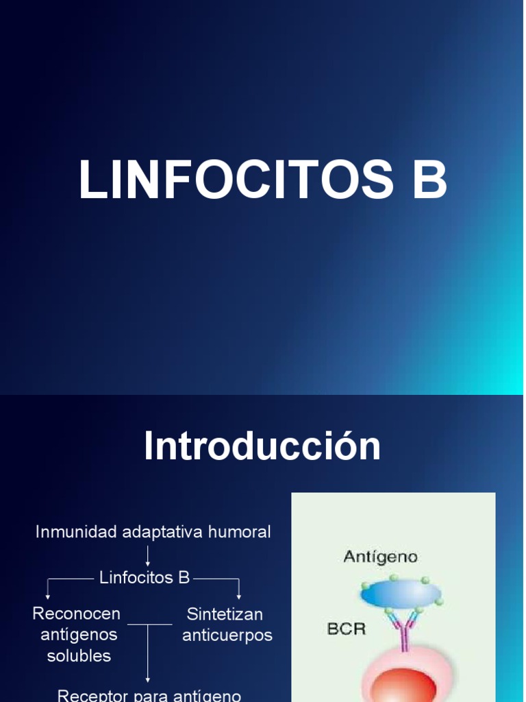 Linfocitos B | PDF | Linfocitos | Anticuerpo