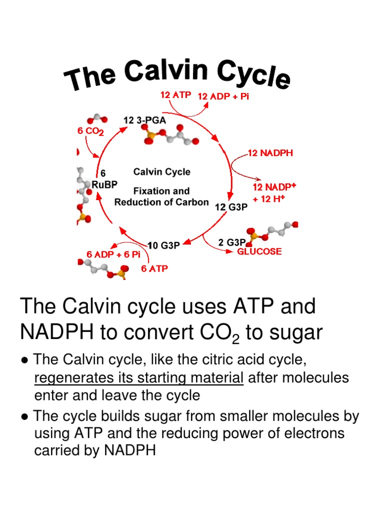 Calvin Cycle On CAM Plants | PDF | Photosynthesis | Adenosine Diphosphate