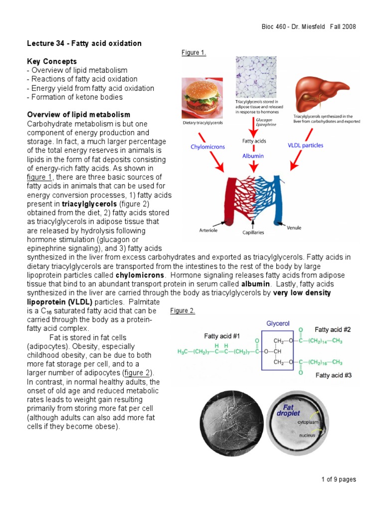 Lec34 F08 Handout | PDF | Adenosine Triphosphate | Triglyceride