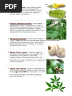 10 DOH-Approved Halamang Gamot and Their Indications, Uses and ...