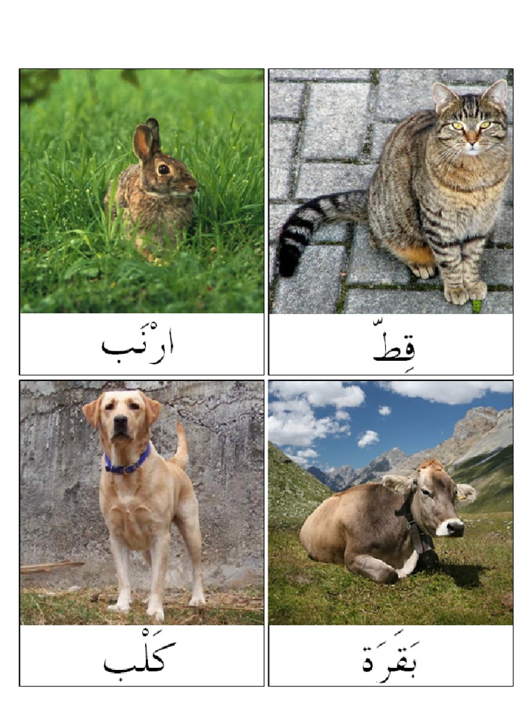 Arabic Animal Cards | PDF