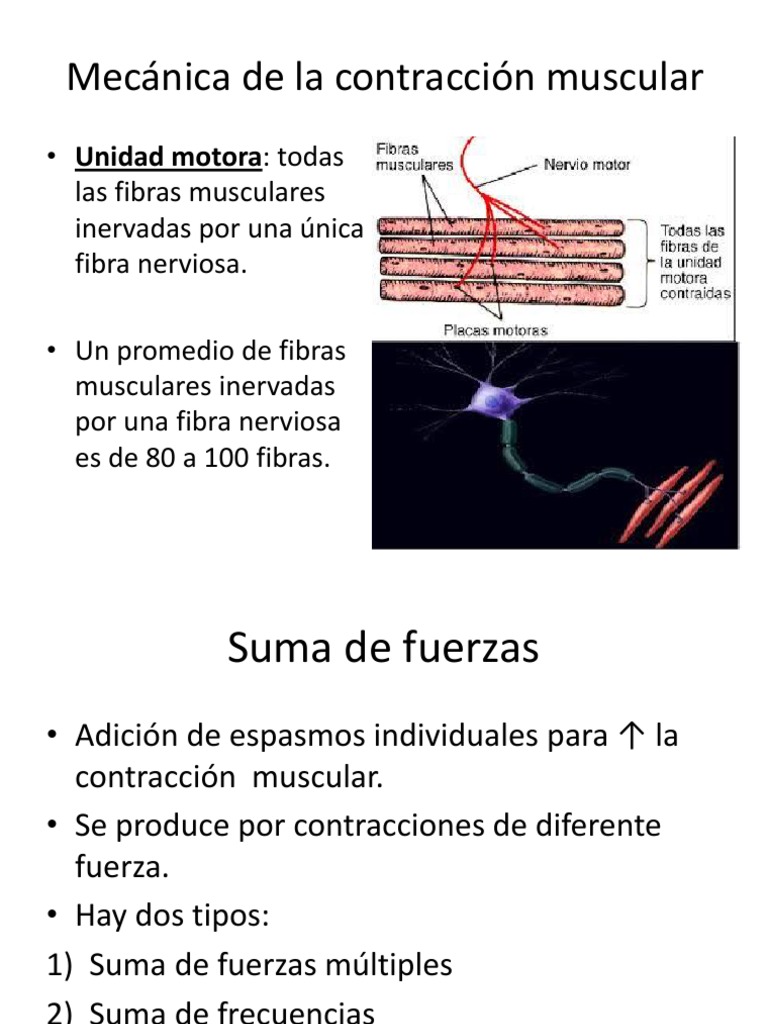 Mecánica de La Contracción Muscular | PDF | Contracción muscular | Músculo