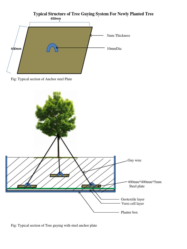 Tree Guying System Structure Guide | PDF | Civil Engineering | Nature