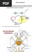 Reflejo Fotomotor y Consensual en Visión | PDF | Salud y bienestar ...
