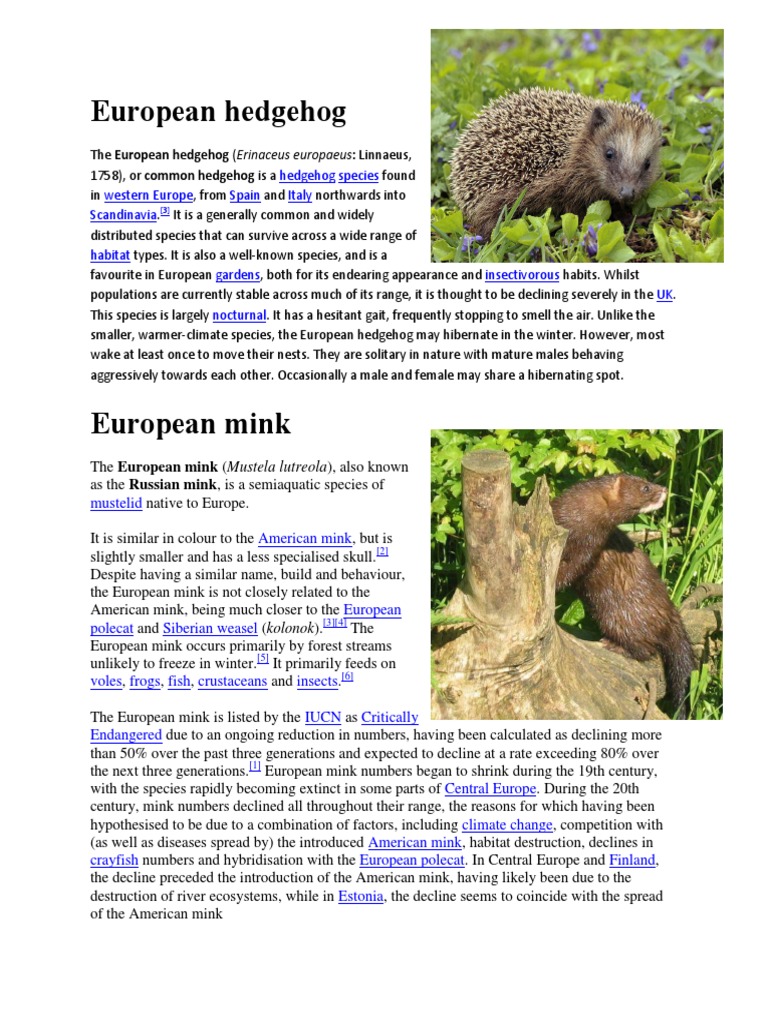 European Hedgehog: Hedgehog Species Western Europe Spain Italy ...