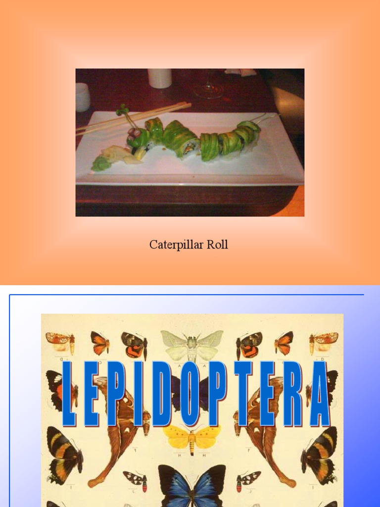 LEPIDOPTERA20100507 | PDF | Lepidoptera | Butterfly