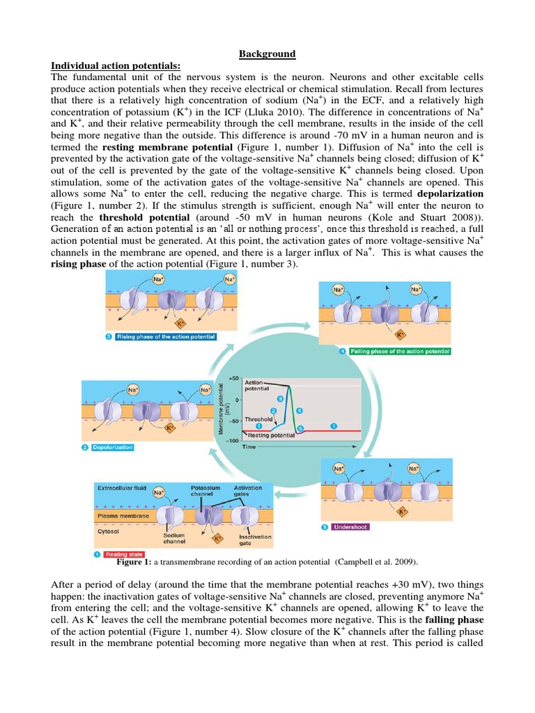 Background - Action Potentials | PDF | Action Potential | Membrane ...