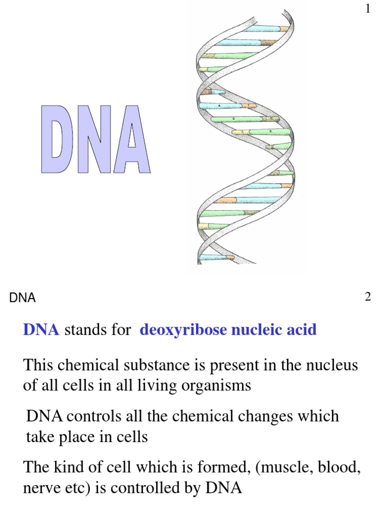 Dna Pdf Dna Nucleotides