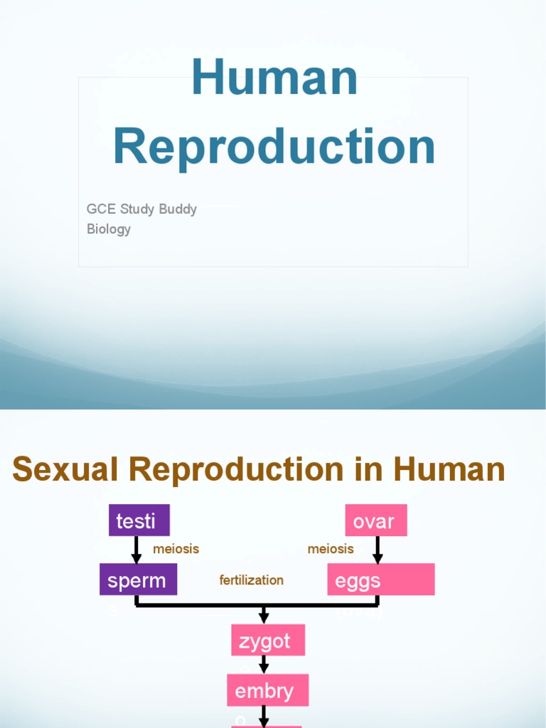 Human Reproduction PDF | PDF | Reproductive System | Fertilisation