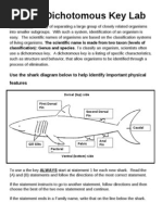 02 - Activity - Shark Dichotomous Key | PDF | Taxa | Sharks
