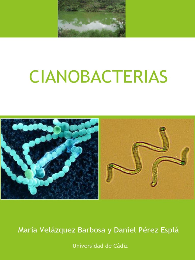 Cianobacterias | PDF | Cianobacterias | Biología