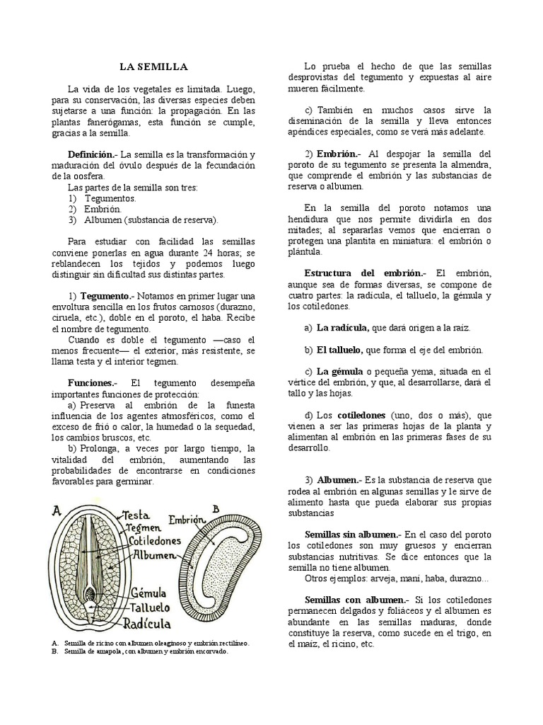 La Semilla | PDF | Fruta | Germinación