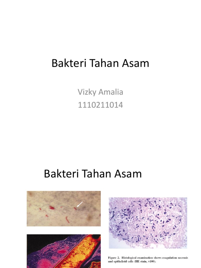 Bakteri Tahan Asam | PDF