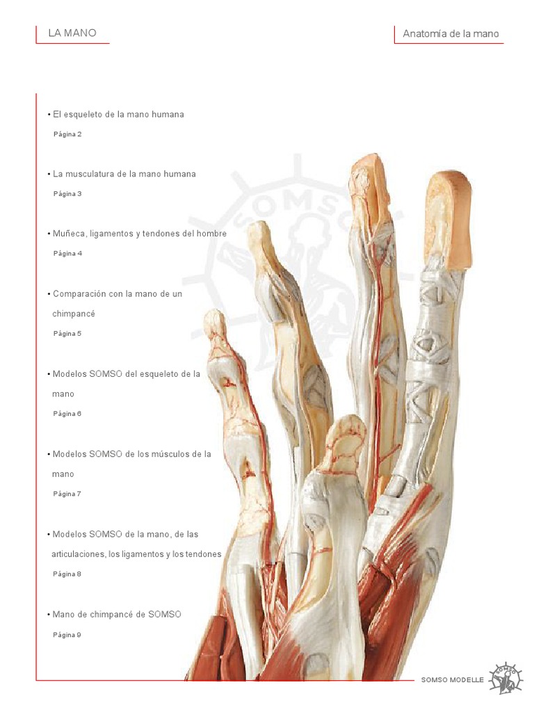 La Mano | PDF | Mano | Sistema musculoesquelético