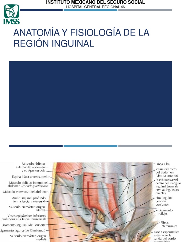 AF Region Inguinal | PDF | Abdomen | Anatomía humana