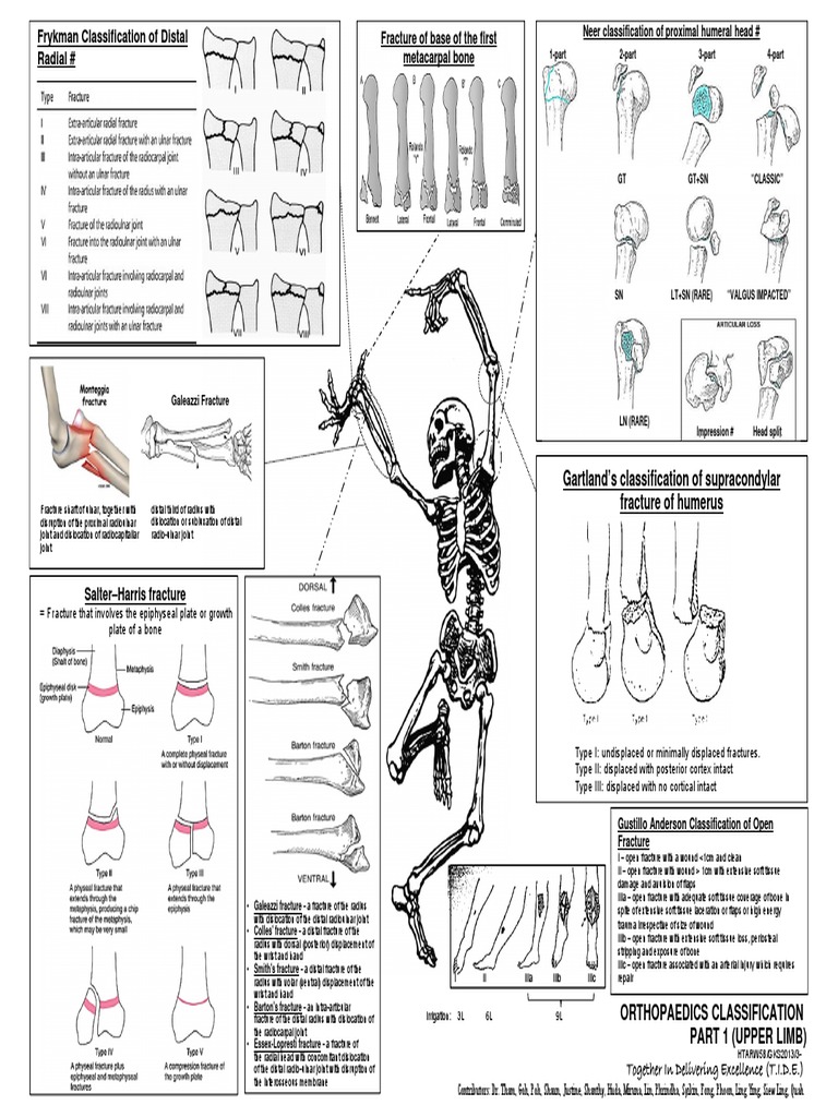 Ortho Essentials | PDF | Anatomical Terms Of Motion | Elbow