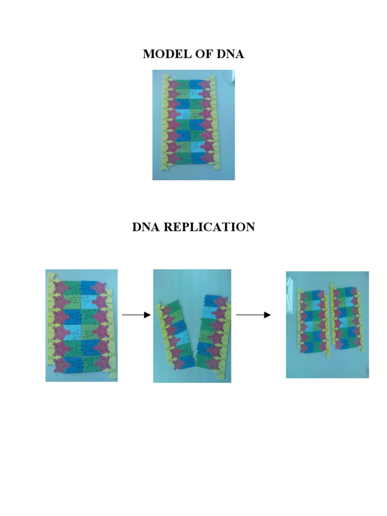 Model of Dna | PDF