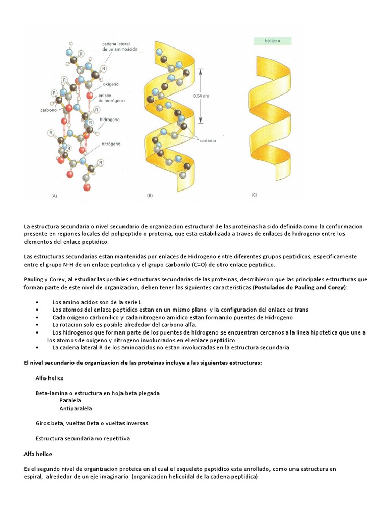 Estructura Secundaria de Proteínas: Hoja Beta | PDF | Estructura ...