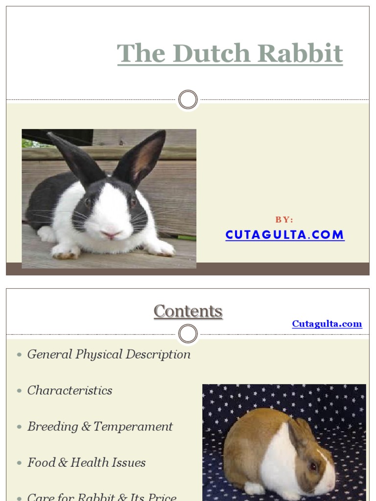 Dutch Rabbit | PDF | Rabbit | Life Expectancy