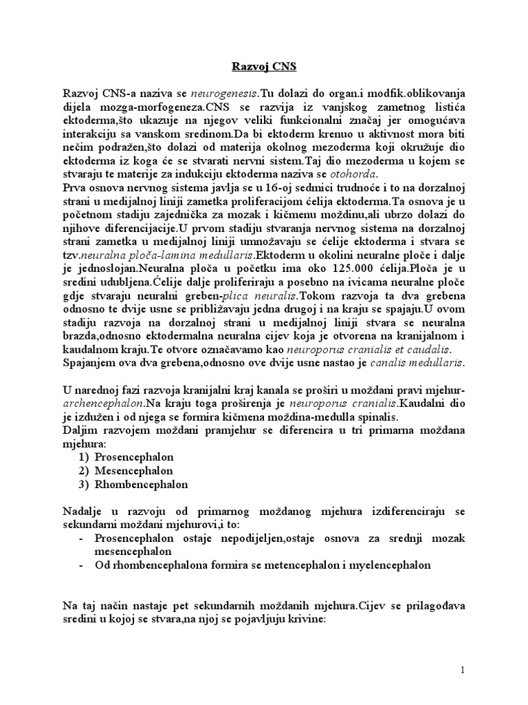 Anatomija - CNS Skripta | PDF
