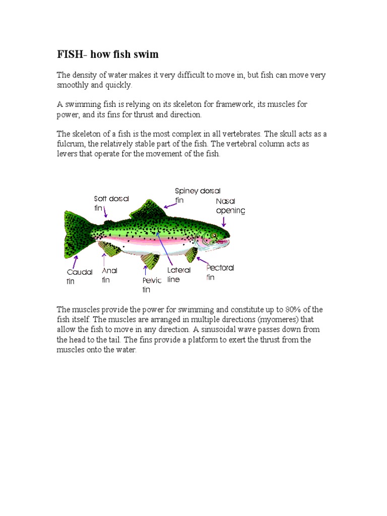 Fish | PDF | Fish | Muscle