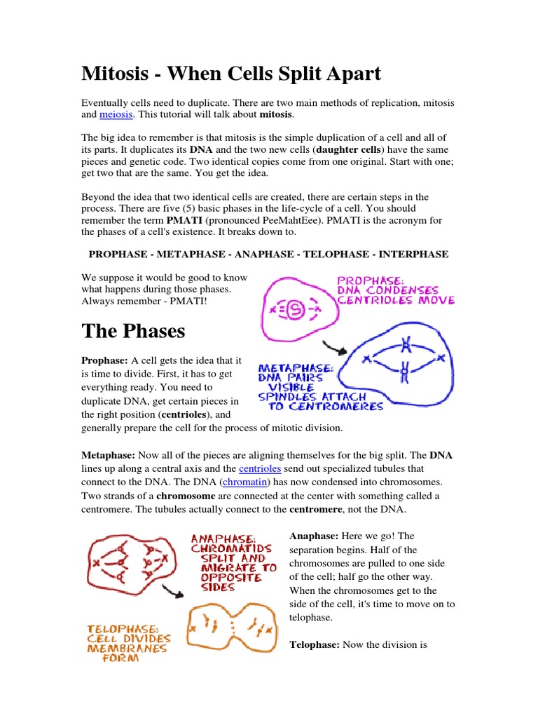 Mitosis Phases: Remember PMATI | PDF