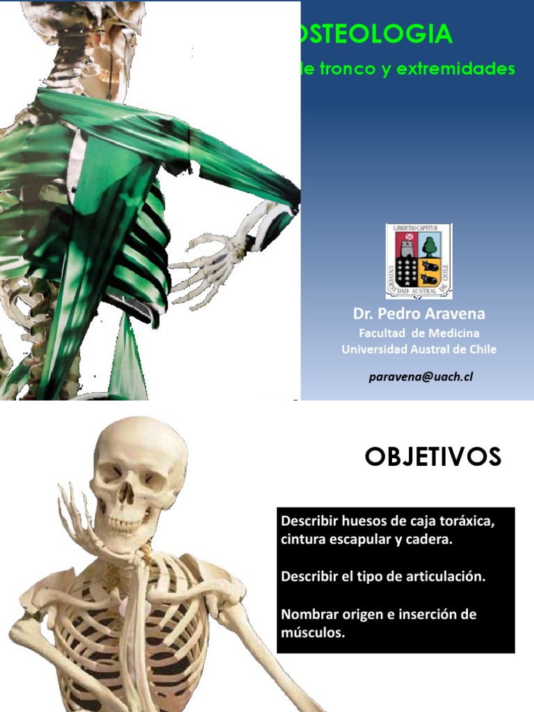 Hueso Tronco y Extremidades | PDF | Extremidades (anatomía) | Sistema ...