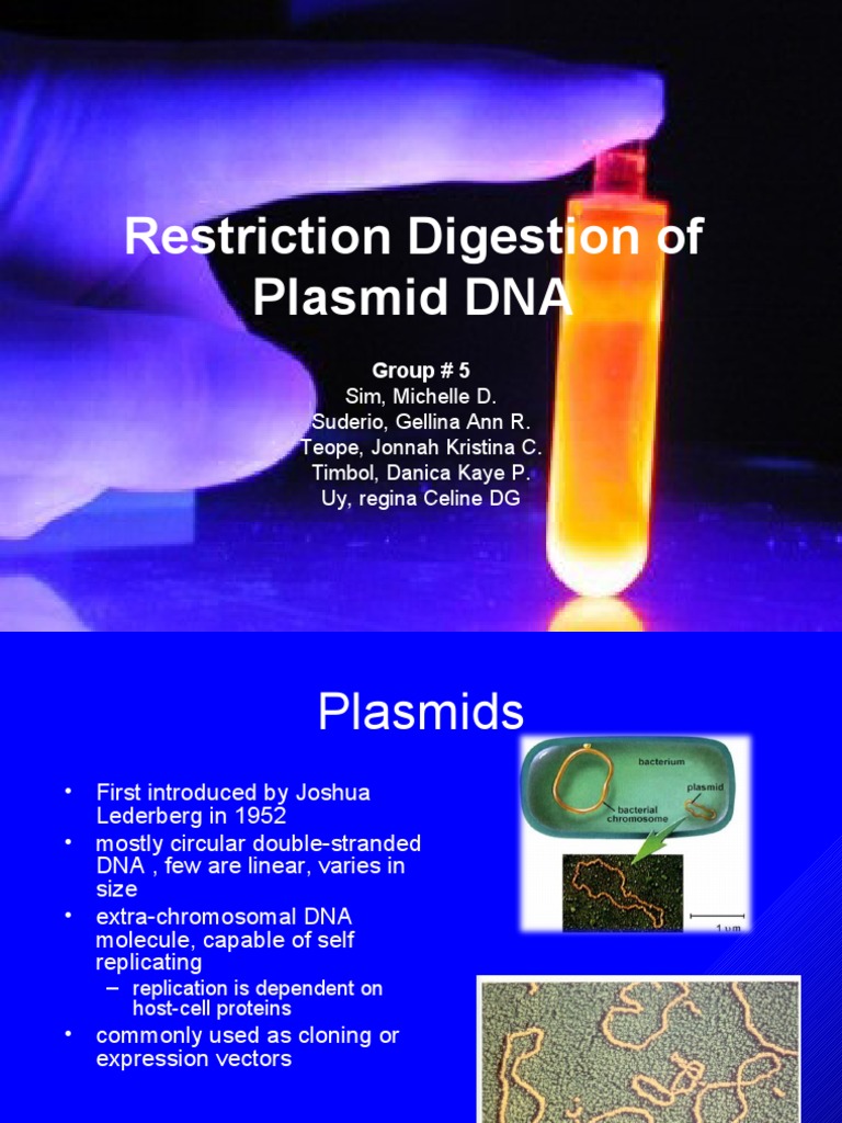 Restriction Digestion of Plasmid DNA | PDF | Plasmid | Restriction Enzyme