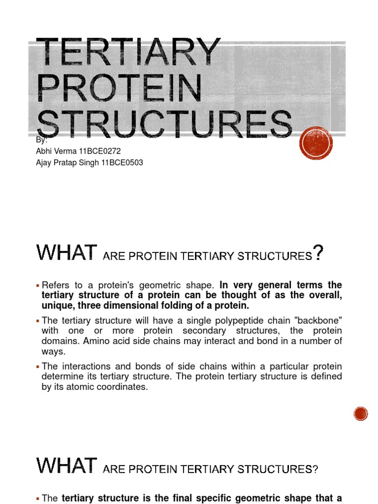 Tertiary Protein Structures | PDF | Alpha Helix | Beta Sheet