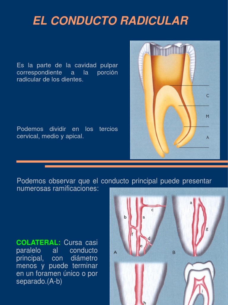 Expo de Endo. Conductos Radiculares | Anatomia dental | Boca