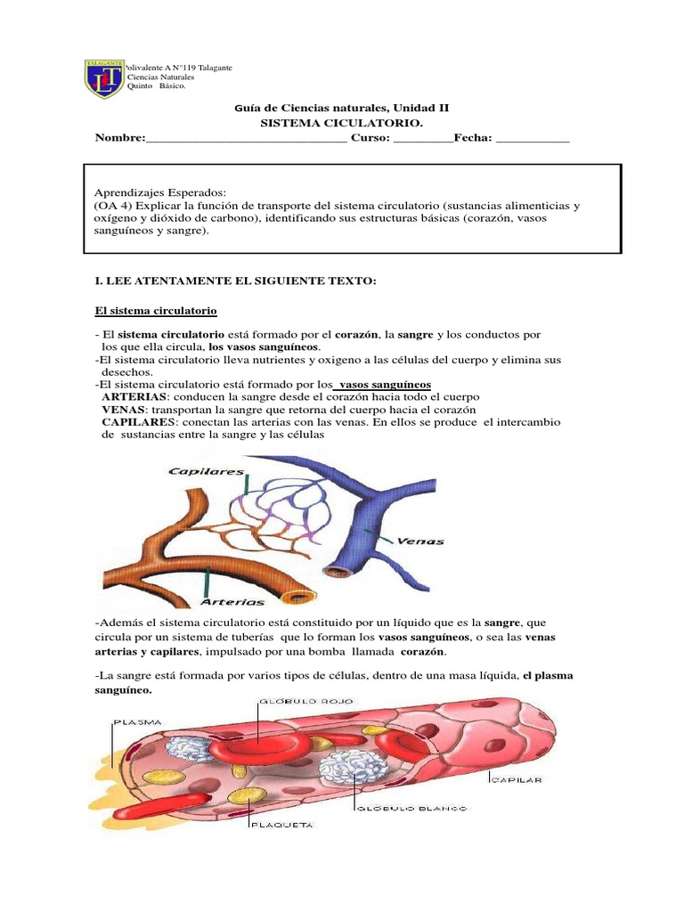 GUIA SISTEMA Circulatorio | Sistema circulatorio | Sangre