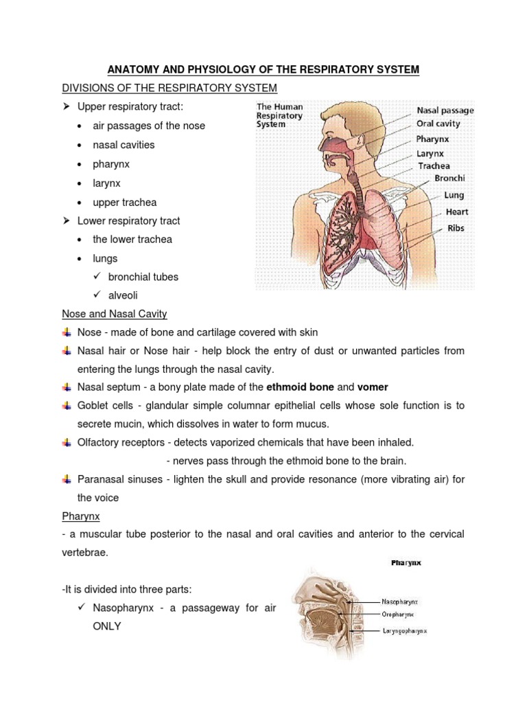 Anatomy and Physiology of The Respiratory System (Handouts) | Lung ...