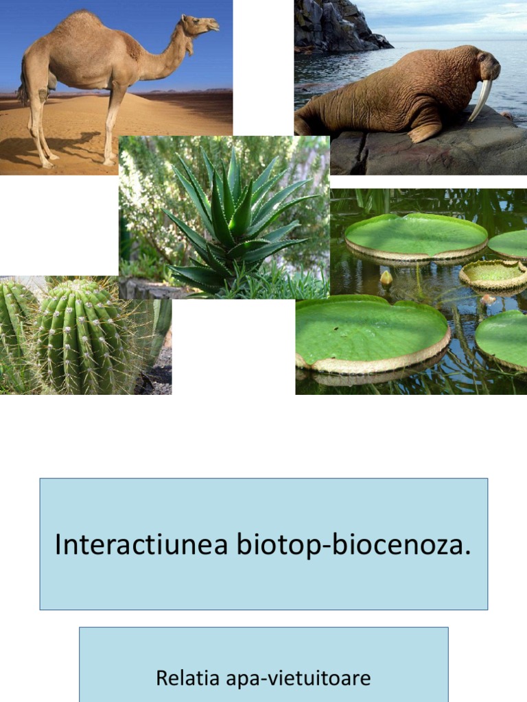 Interactiunea Biotop Biocenoza | PDF