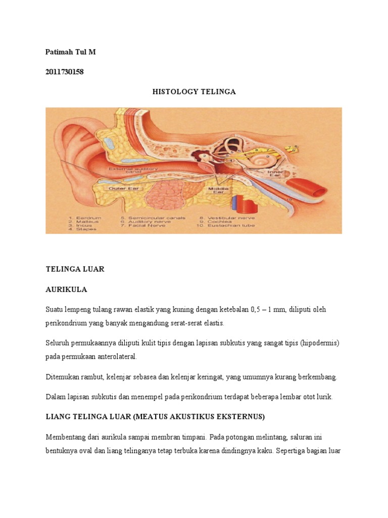 Histologi Telinga: Struktur dan Fungsi | PDF | Sains & Matematika