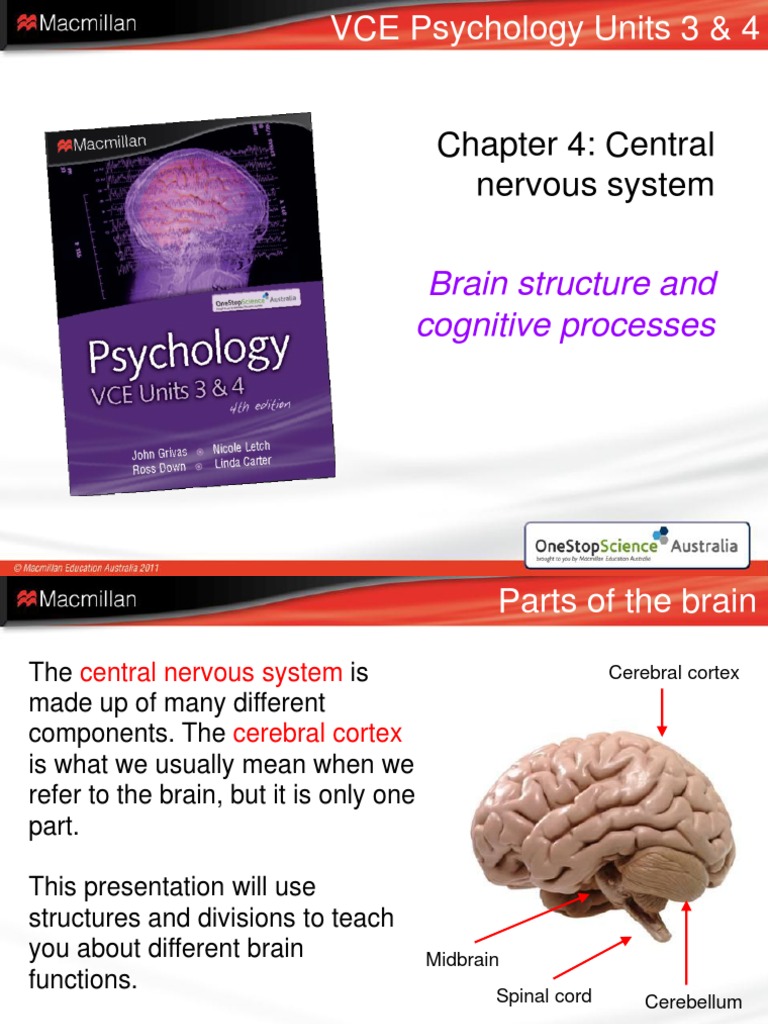 Chapter 4 - The Brain | PDF | Cerebrum | Cerebral Cortex
