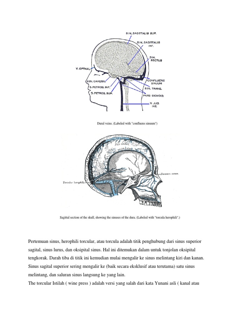 Anatomi Torcular | PDF
