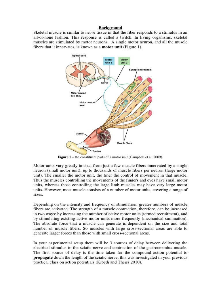 Background - Skeletal Muscle | PDF | Muscle Contraction | Muscle