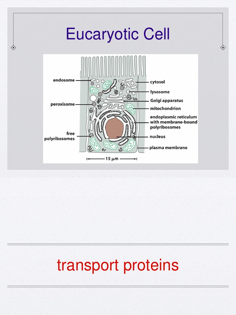 Protein Sorting Pdf Protein Targeting Cell Nucleus