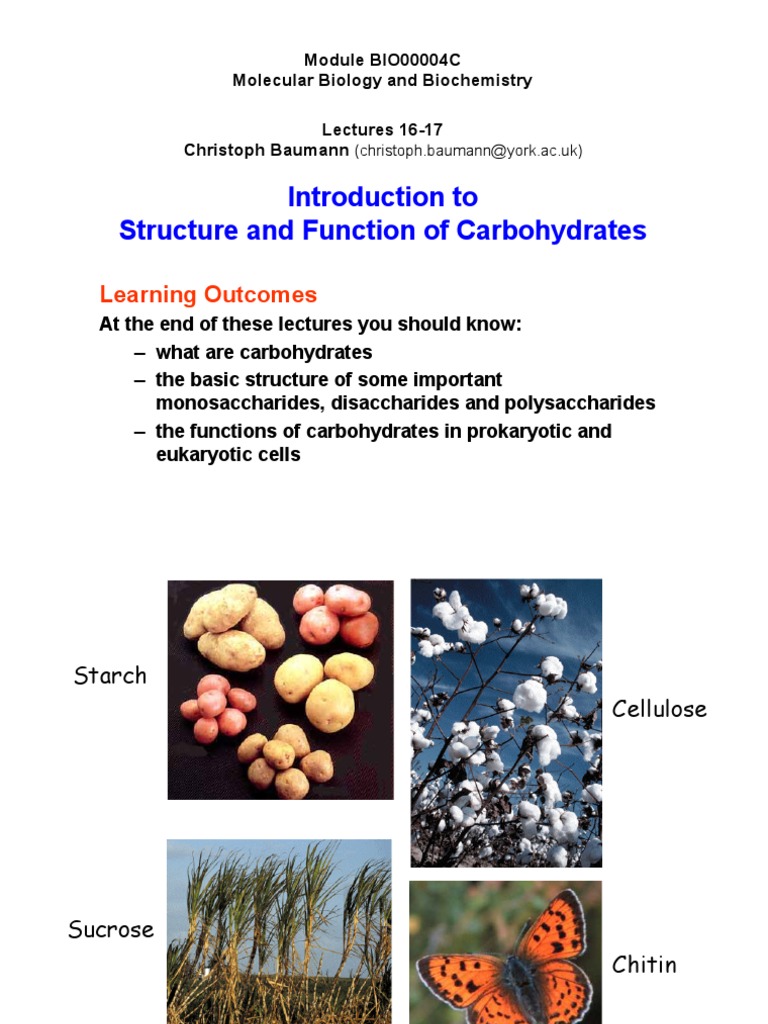 Understanding the Diverse and Crucial Roles of Carbohydrates in Biology ...