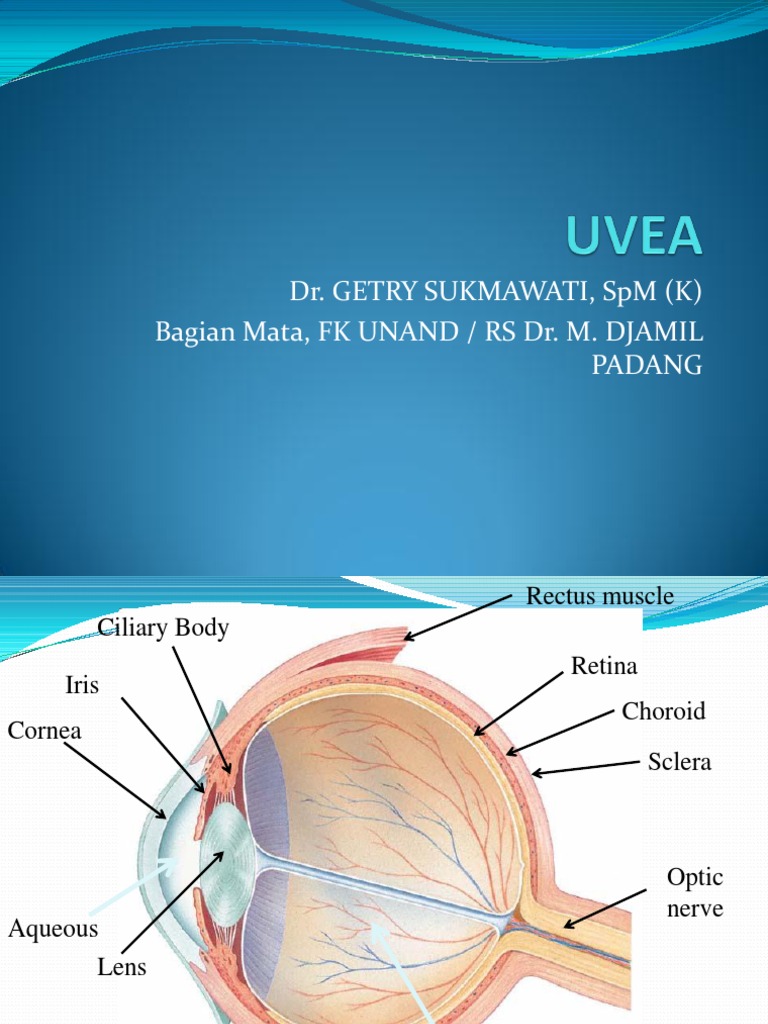 UVEA | PDF