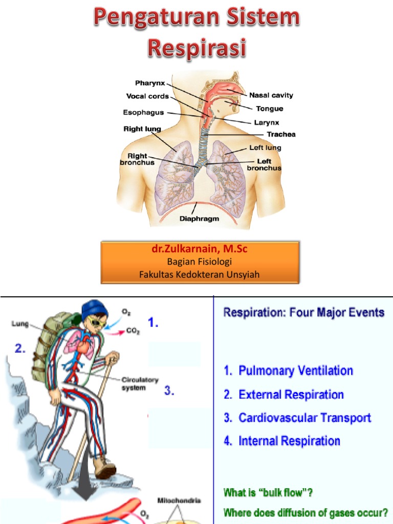 Pengaturan Sistem Respirasi | Respiratory System | Breathing