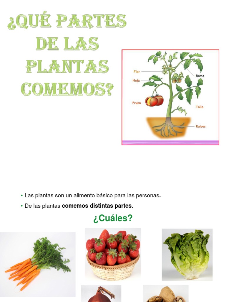 Partes de Las Plantas Que Comemos | PDF