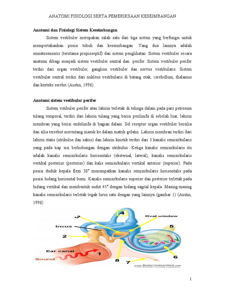 Anatomi Dan Fisiologi Sistem Keseimbangan | PDF